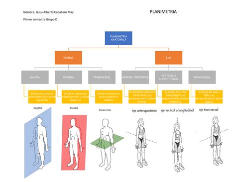 Esquema De Planimetria Esquemas Y Mapas Conceptuales De Anatomía