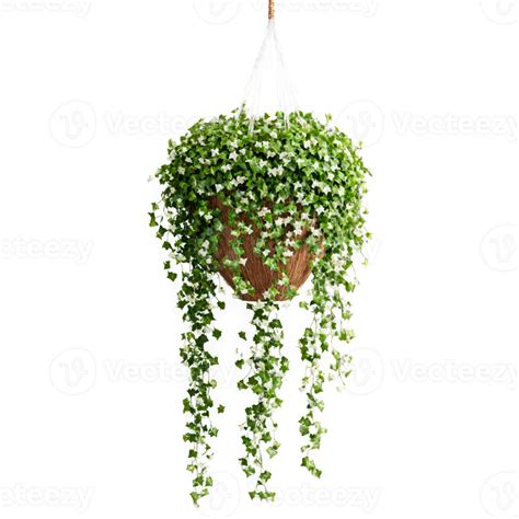english ivy small green leaves with white veins trailing down from a