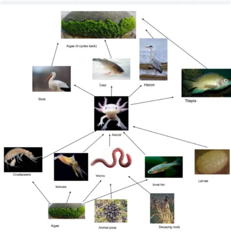 Axolotls At Emaze Presentation