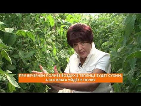 Порядки на грядке. Правильный полив томатов в теплице - YouTube