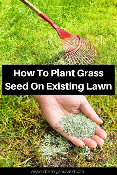 How To Plant Grass Seed On Existing Lawn Overseeding Lawn Diy Lawn Lush Lawn Planting Grass