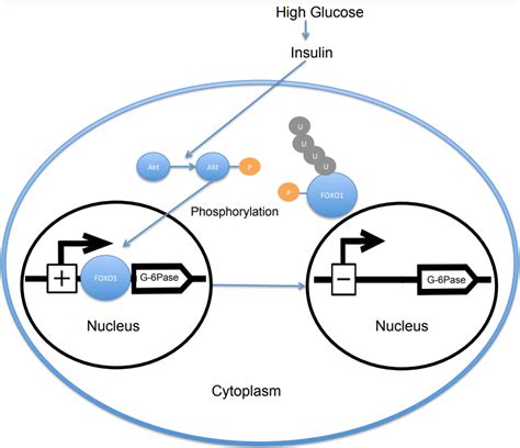 Forkhead Box Protein O1 Foxo1 Encyclopedia Mdpi
