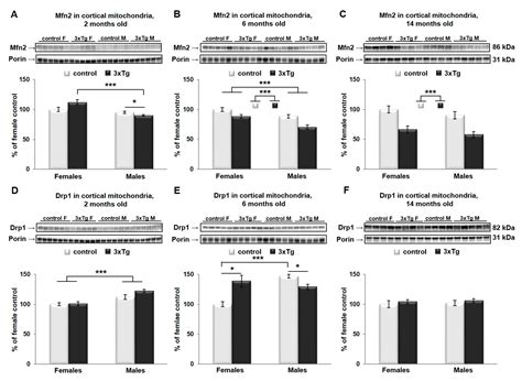 Early Onset Of Sex Dependent Mitochondrial Deficits In The Cortex Of