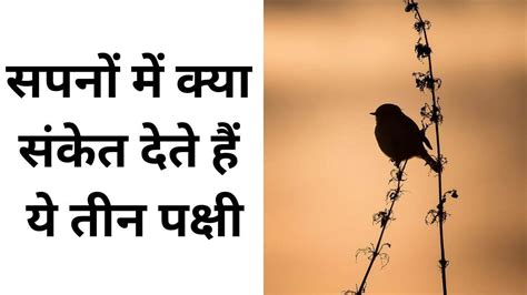 Swapna Shastra इन तीन पक्षियों का सपने में दिखाई देना माना जाता है शुभ