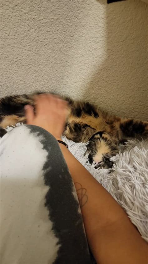 My Kitten Jupiter Loves Her Belly Rubs 🥰 Rtorties