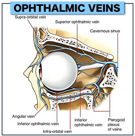 Anatomy Ophthalmology Notes And Synopses