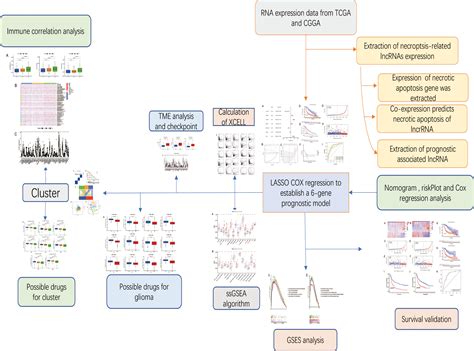 Frontiers Comprehensive Analysis Necroptosis Related Lncrnas Can Effectively Predict The