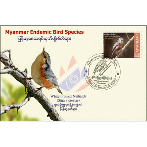 Endemic Birds White Browed Nuthatch Maximum Crad
