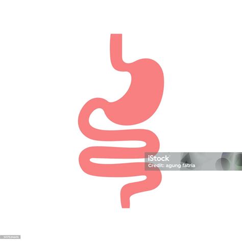 Gastrointestinal Tract Intestines Guts Stomach Digestive Tract Stock