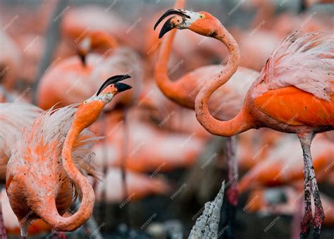 Premium Photo Game Two Adults Of The Caribbean Flamingo Cuba