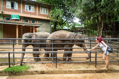 Addressing Concerns About Pinnawala Elephant Orphanage Sri Lanka