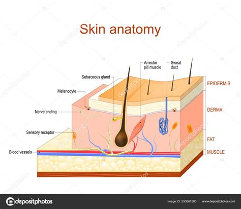 Capas Piel Humana Epidermis Capa Córnea Capa Granular Dermis Tejido