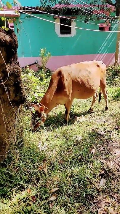 সকাল সকাল গরু ছাগল দেখা পেয়ে খুব খুশি 🥰🧿 ️ Viral Youtube Shortvideo