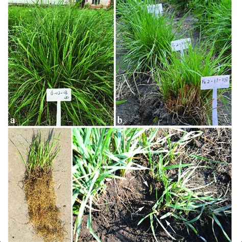 Agronomic Traits Of Two F 6 Perennial Wheatgrass Lines During 2016 And