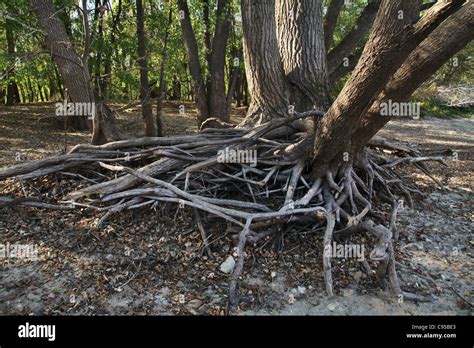Tree Roots Exposed River Erosion Hi Res Stock Photography And Images Alamy