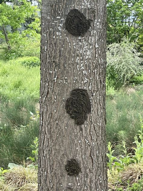 These Clusters Of Worms That Showed Up On Dozens Of Trees At My