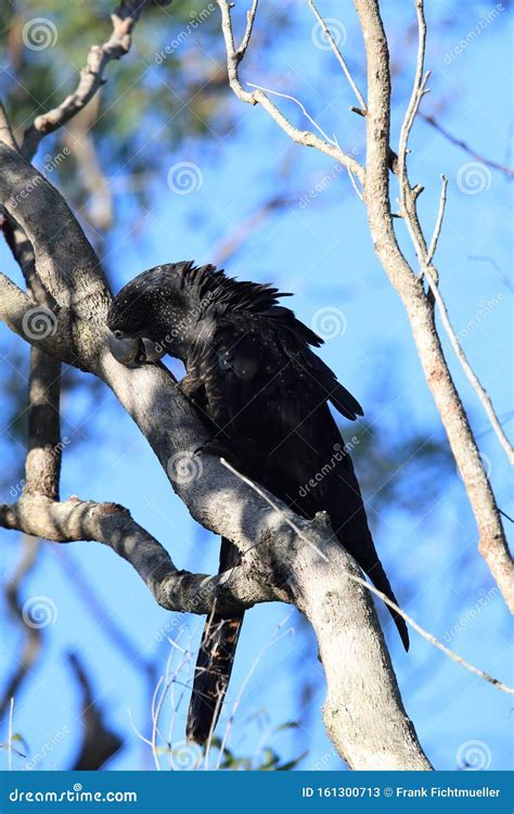 Red Tailed Black Cockatoo Calyptorhynchus Banksii Queensland