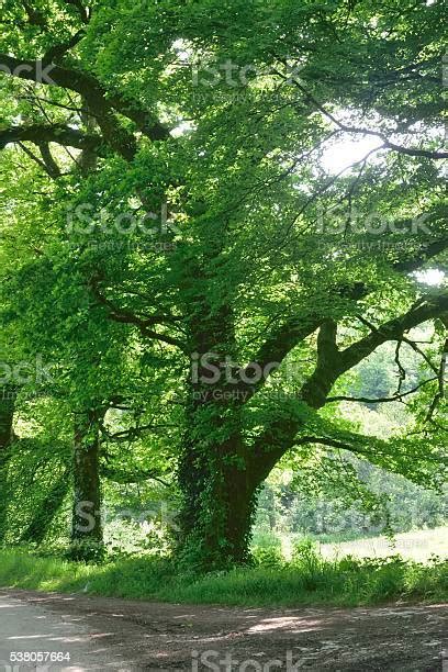 나뭇잎과 나무 0명에 대한 스톡 사진 및 기타 이미지 0명 경관 계절 Istock