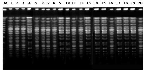 Pfge Fragment Patterns Of Noti Digested Total Cellular Dnas From V Download Scientific Diagram