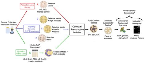 Workflows For Monitoring Antibiotic Resistant Enterococcus In The Download Scientific Diagram