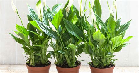 6 самых неприхотливых комнатных растений Marieclaire