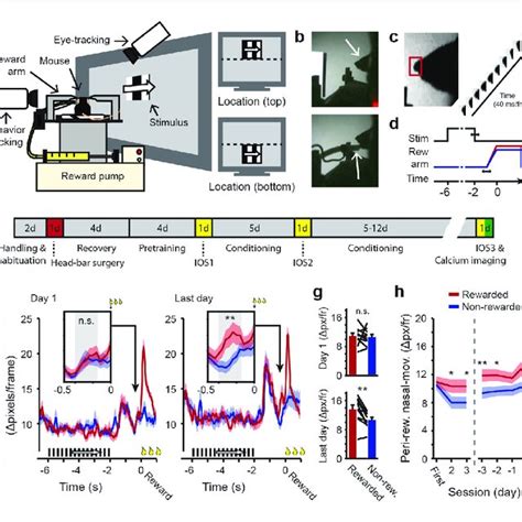 Pdf Conditioning Sharpens The Spatial Representation Of Rewarded