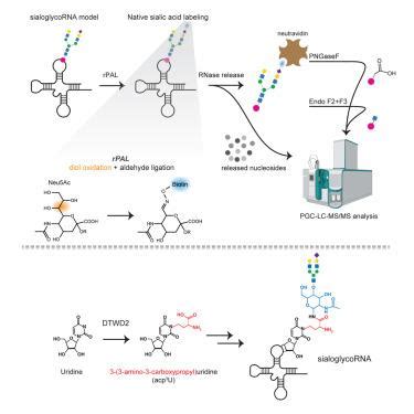 The Modified RNA Base Acp3U Is An Attachment Site For N Glycans In