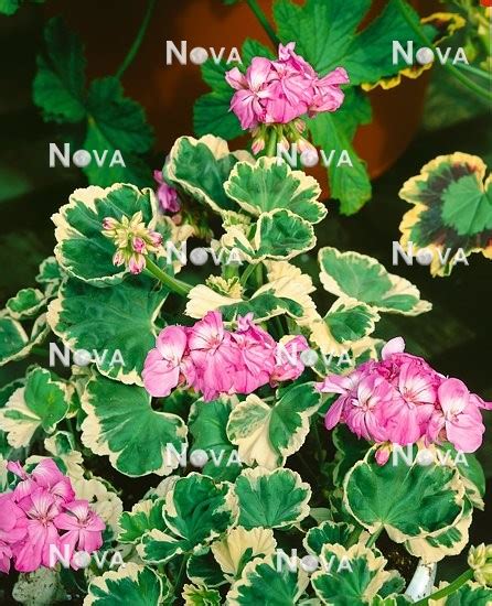 Pelargonium Chelsea Gem