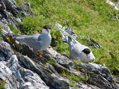 Common Tern Nesting