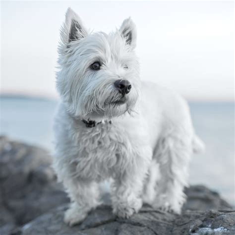About Surfside Animal Hospital Oceanside Veterinarian