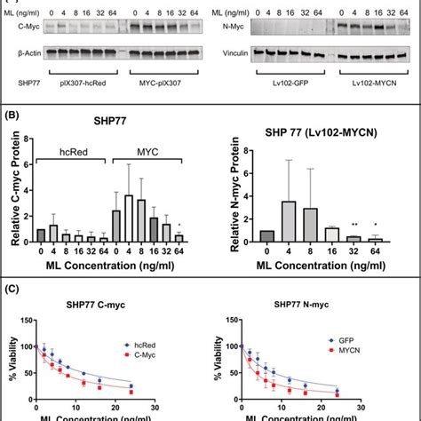 Ml Inhibits H82 Xenograft Tumor Growth A Tumor Volume Measurement