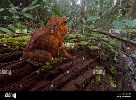 Crested Forest Toad Bufo Margaritifer On Rainforest Floor Suriname