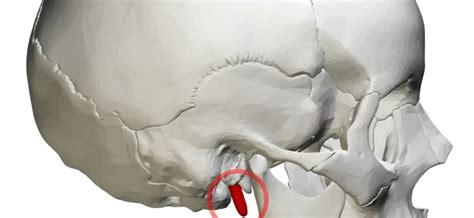 Styloid Process What Is It And Where Is It Located Healthy Food