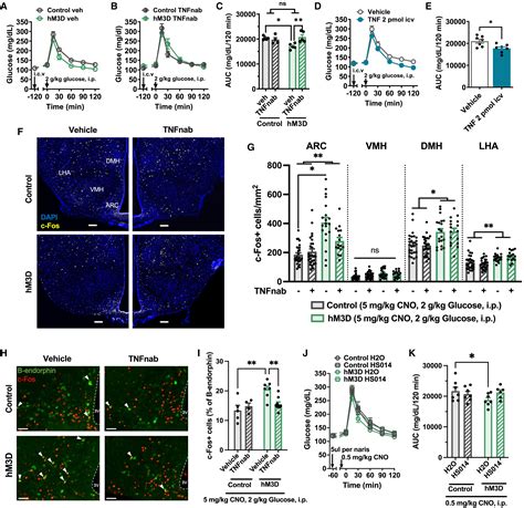 Obesity Associated Microglial Inflammatory Activation Paradoxically