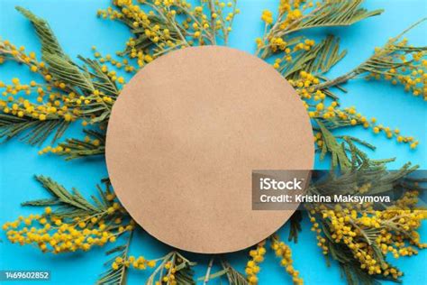 노란색 미모사의 아름다운 꽃과 파란색 트렌디한 종이 배경에 텍스트를 위한 공백 평면도 0명에 대한 스톡 사진 및 기타 이미지 0명 3월 가벼운 Istock