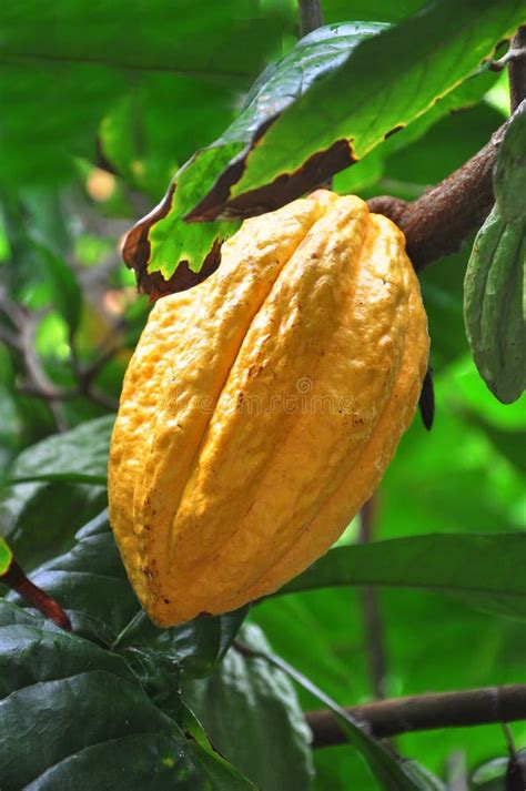 Cocoa Pods Stock Photo Image Of Natural Bean Open