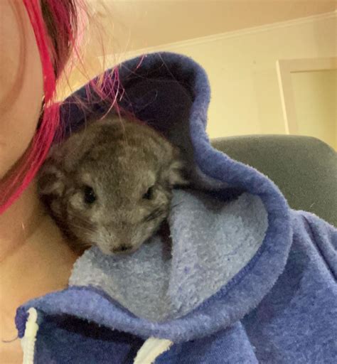 I Love Peachys Angry Expression Chinchilla
