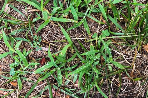 Why Grass Brown Patch Disease Is Everywhere Right Now
