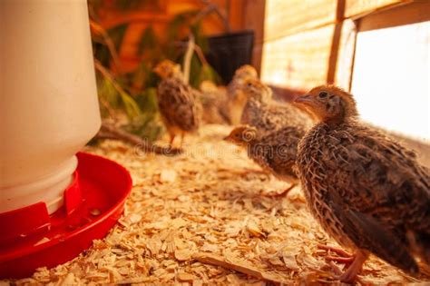 Jumbo Coturnix Quail In A Brooder Stock Image Image Of Outdoors