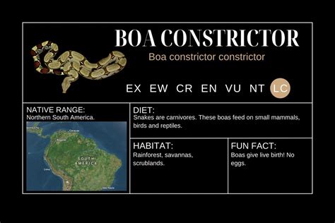 Boa Constrictor Sticker Label Etsy