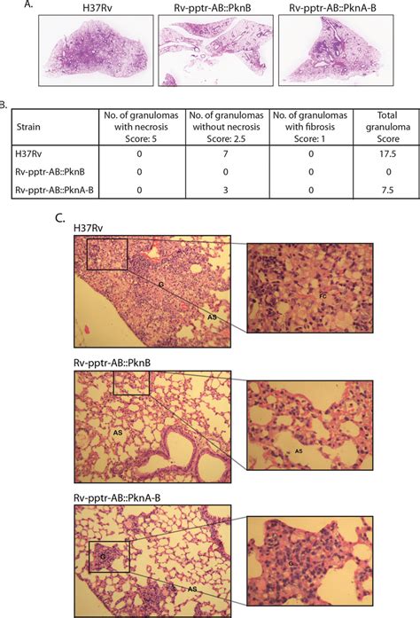 Gross Histopathological Observations In The Lungs Of Infected Mice A