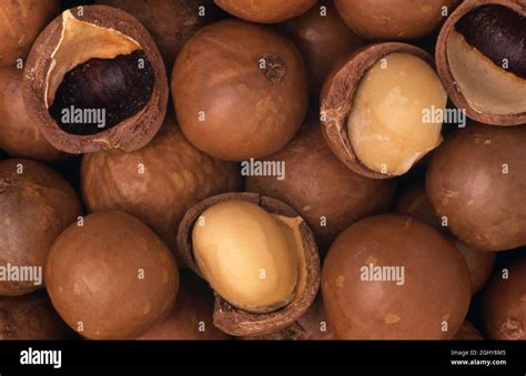 Harvested Macadamia Nuts Whole Nut And Showing Opened Shell Stock