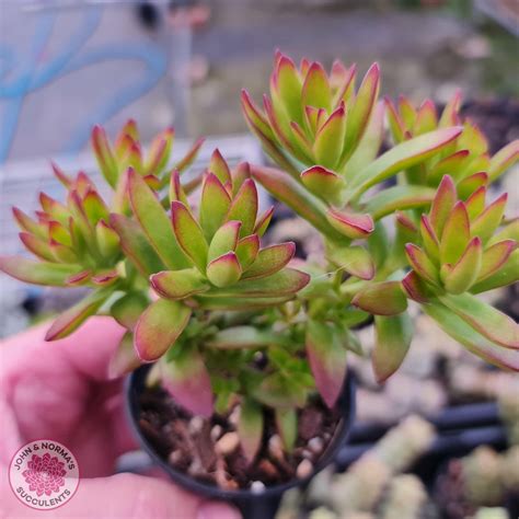 Crassula Dejecta John And Normas Succulents John And Normas