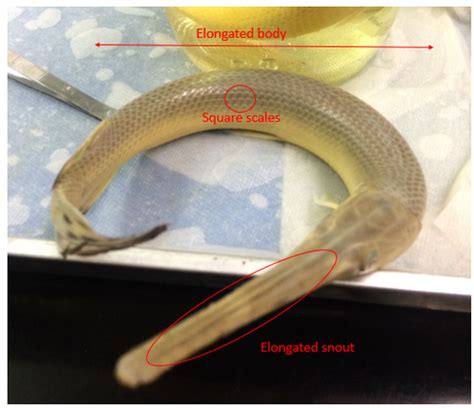 Fish Practical Identification Flashcards Quizlet