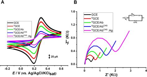 A CV And B EIS Measurements And The Equivalent Circuit Model Used Download Scientific