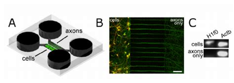 The Compartmentalized Microfluidic Chamber Is Used To Isolate Pure Download Scientific Diagram