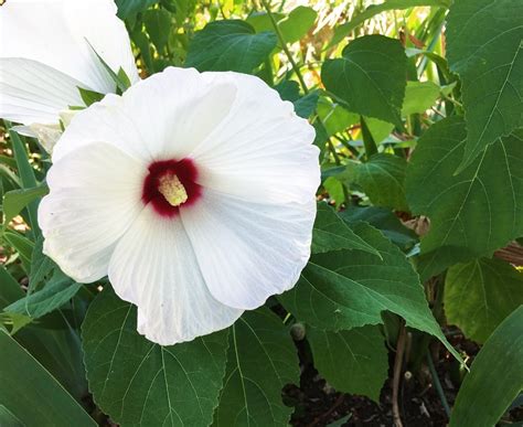 フヨウ属の花たち 再びの模索と解明
