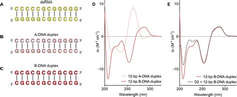 Molecular Insights Into Rna And Dna Helicase Evolution From The