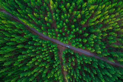도로와 짙은 녹색 소나무 숲의 공중 전망 자연 경관 및 고가 교통 도로 모험 여행 및 환경 교통 개념 개발에 대한 스톡 사진 및 기타 이미지 Istock