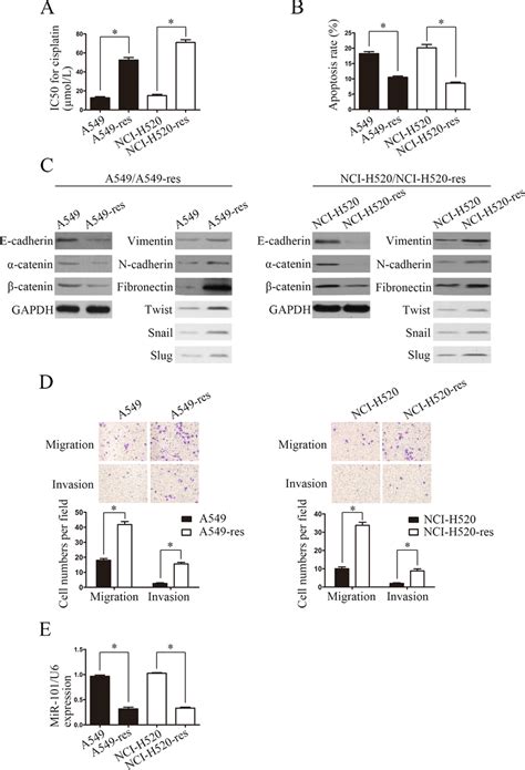 Differences Between Nsclc Cells And Nsclc Res Cells A Cisplatin